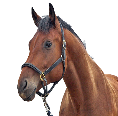 Listowel Races : Serious Fun | Serious Racing